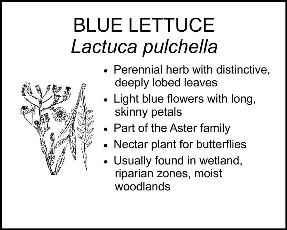 BLUE LETTUCE - Smart Garden Signs