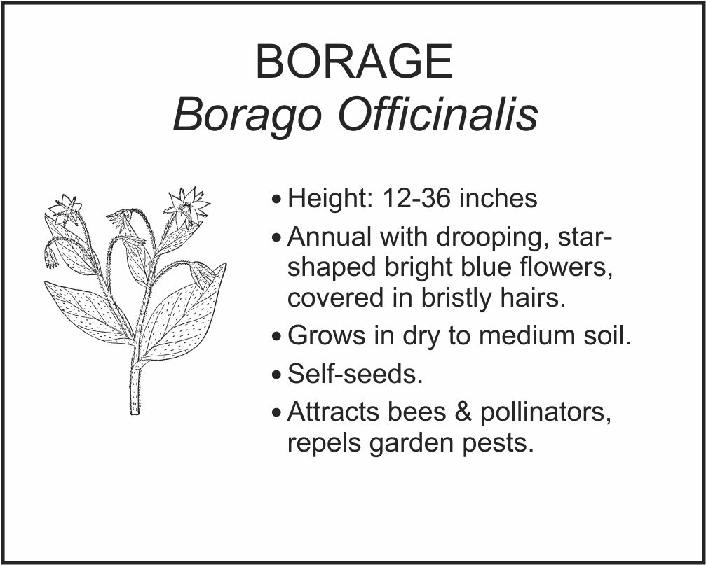 BORAGE Smart Garden Signs BORAGE Smart Garden Signs