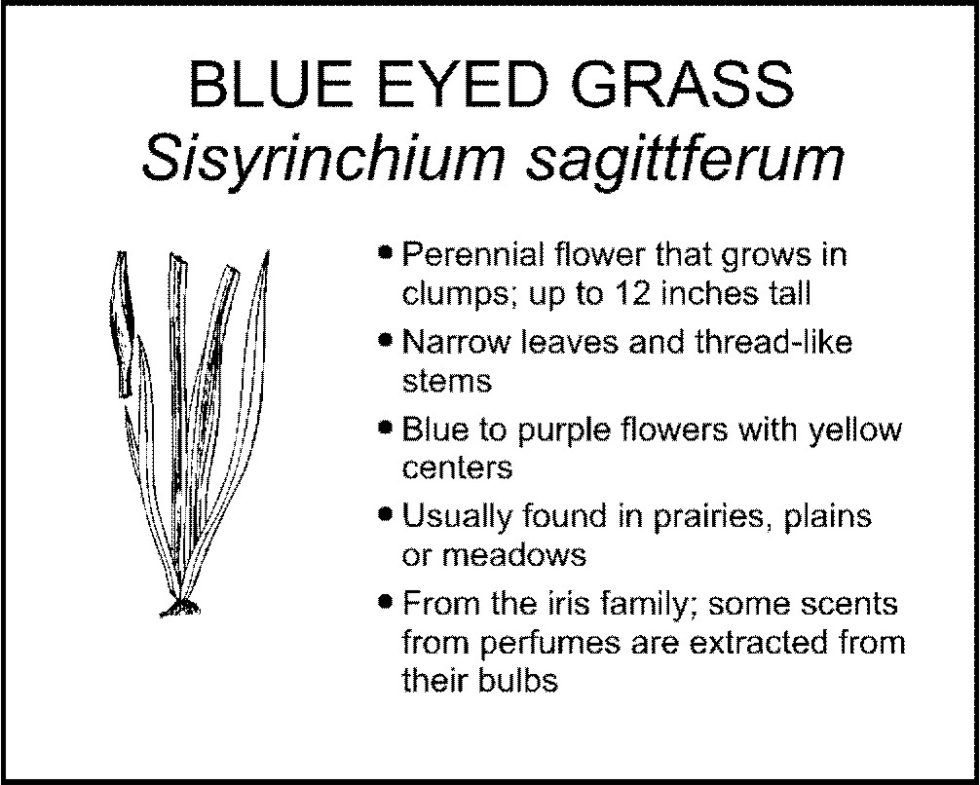 Blue Eyed Grass Smart Garden Signs
