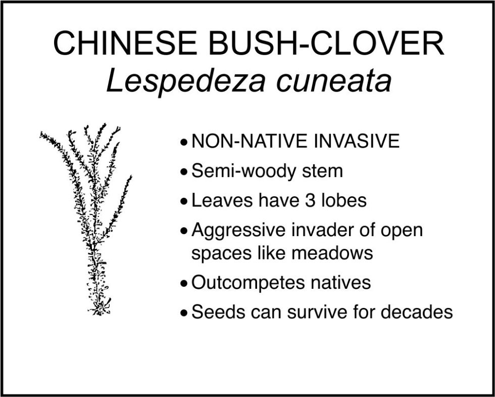CHINESE BUSH-CLOVER - Smart Garden Signs