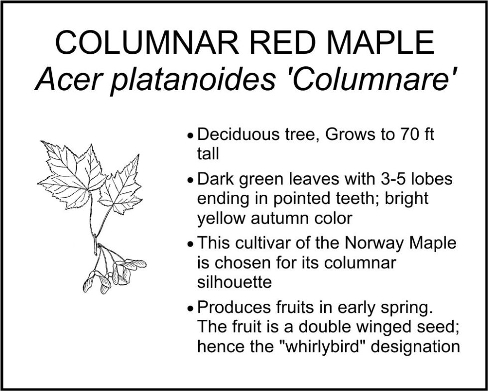 COLUMNAR RED MAPLE - Smart Garden Signs