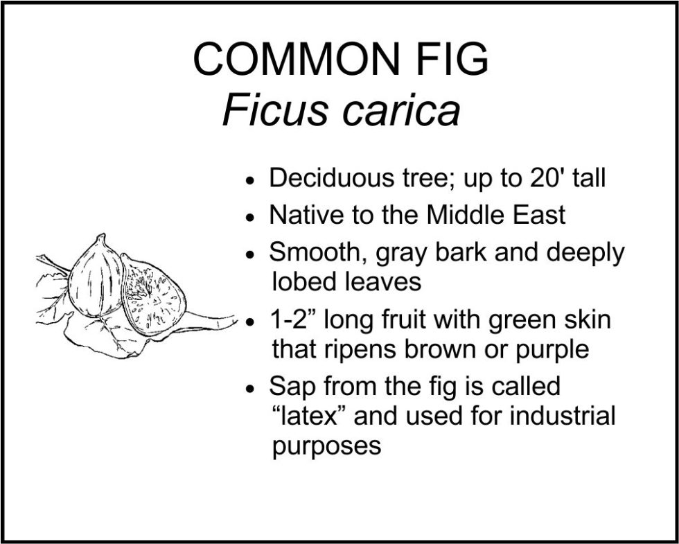 COMMON FIG - Smart Garden Signs
