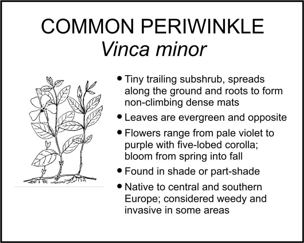 COMMON PERIWINKLE - Smart Garden Signs