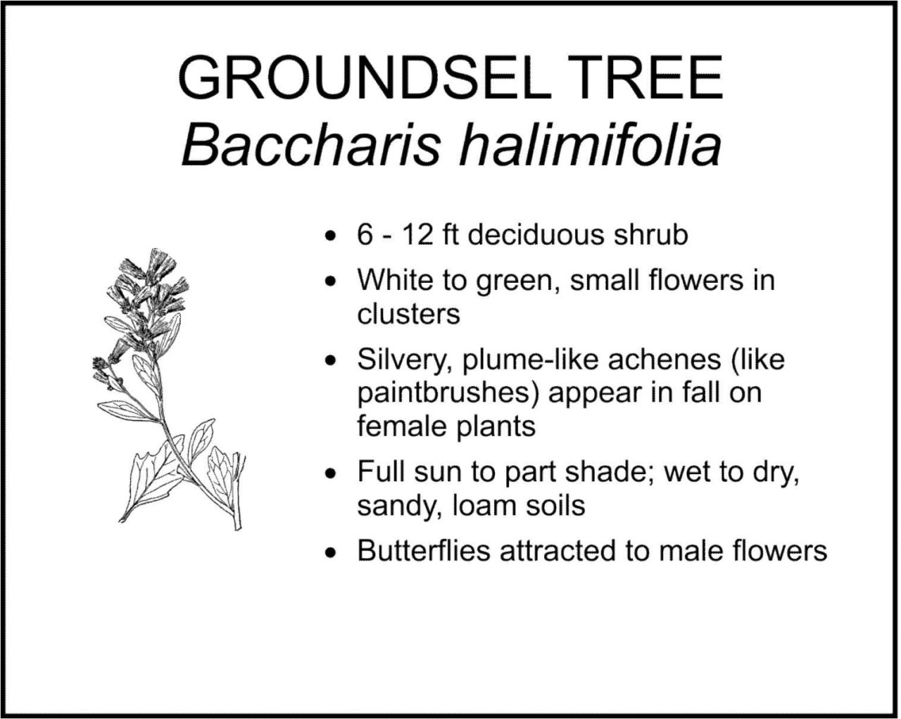 GROUNDSEL TREE - Smart Garden Signs