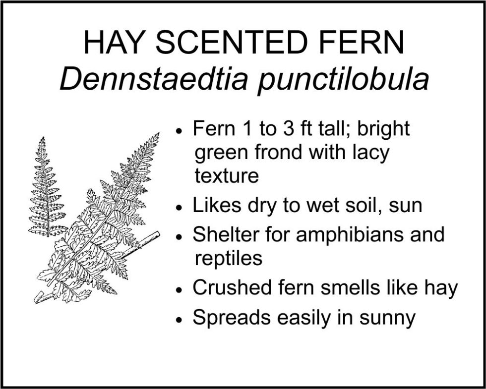 HAY SCENTED FERN - Smart Garden Signs