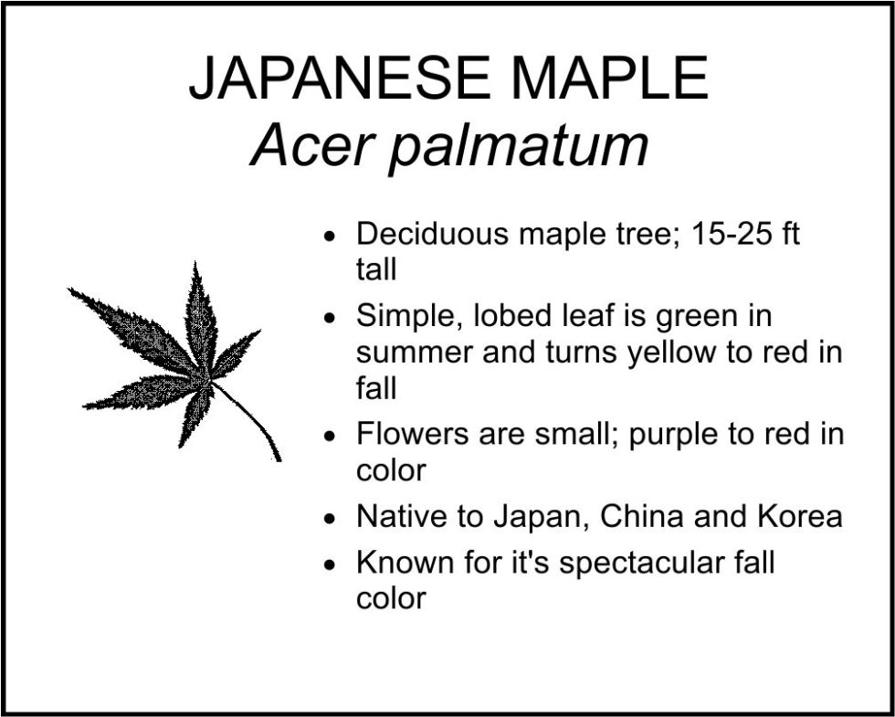 JAPANESE MAPLE - Smart Garden Signs