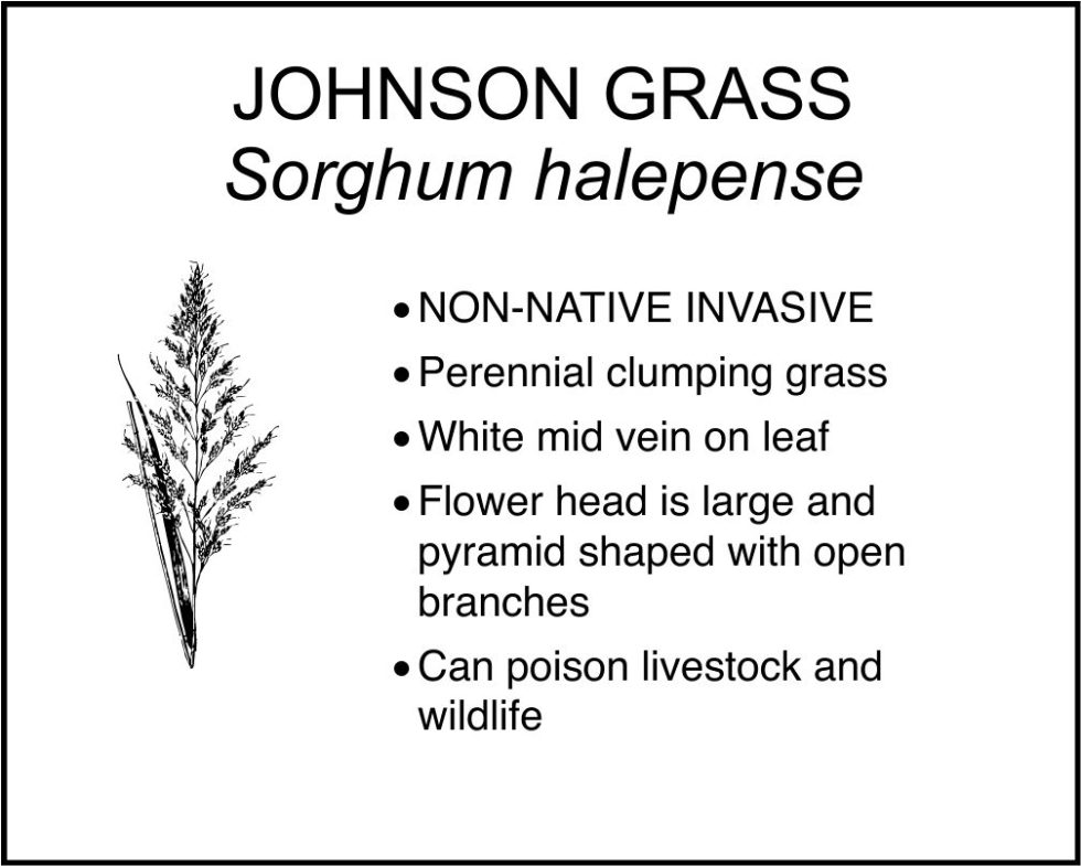 JOHNSON GRASS - Smart Garden Signs