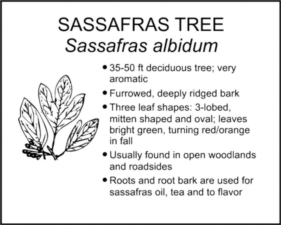 SASSAFRAS TREE - Smart Garden Signs