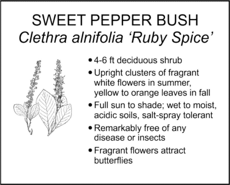 SWEET PEPPER BUSH RUBY SPICE - Smart Garden Signs