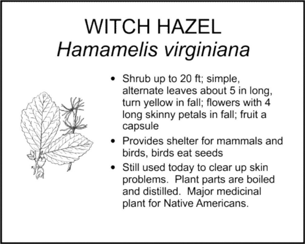 Witch Hazel Smart Garden Signs